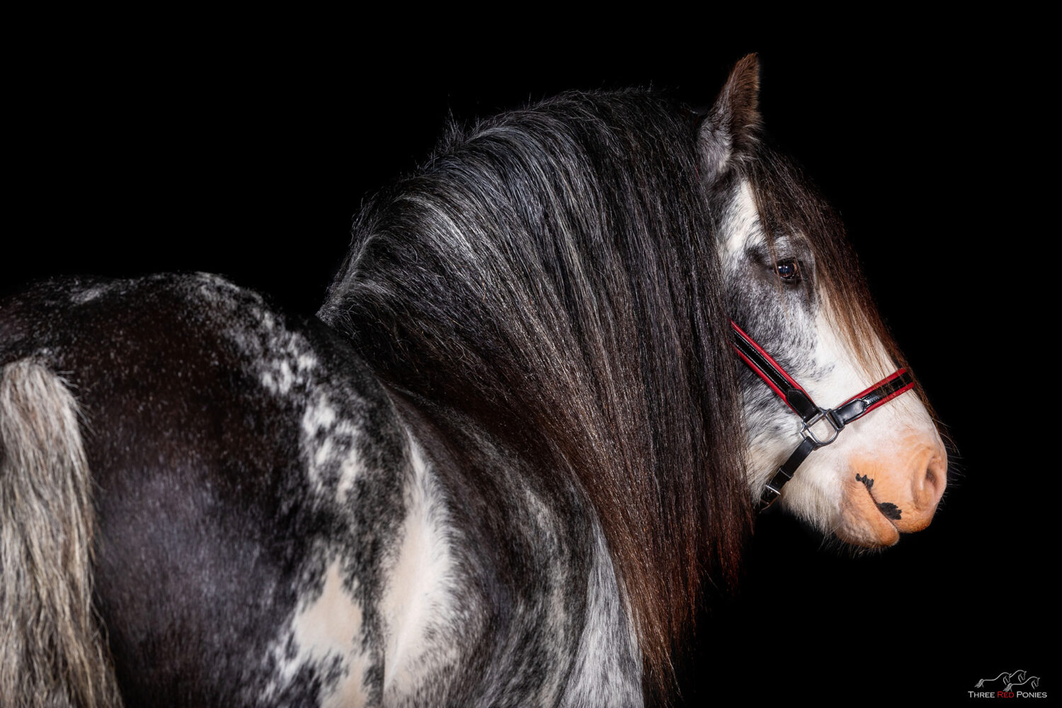 Horse Photography Portfolio - Three Red Ponies