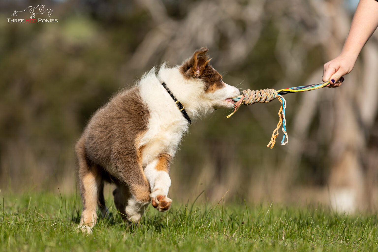 Introducing Indi - Border Collie Puppy – Three Red Ponies