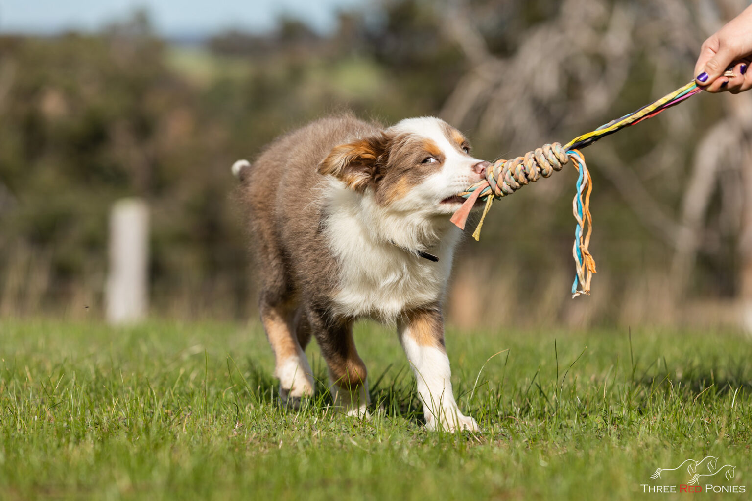 Introducing Indi - Border Collie Puppy – Three Red Ponies