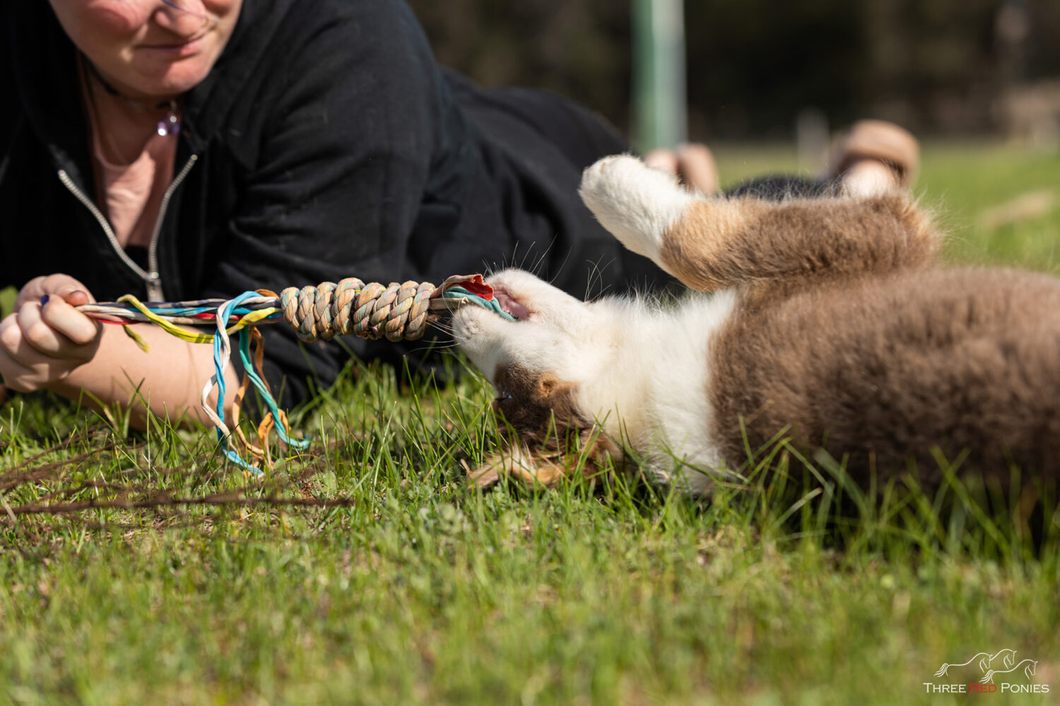 Introducing Indi - Border Collie Puppy – Three Red Ponies