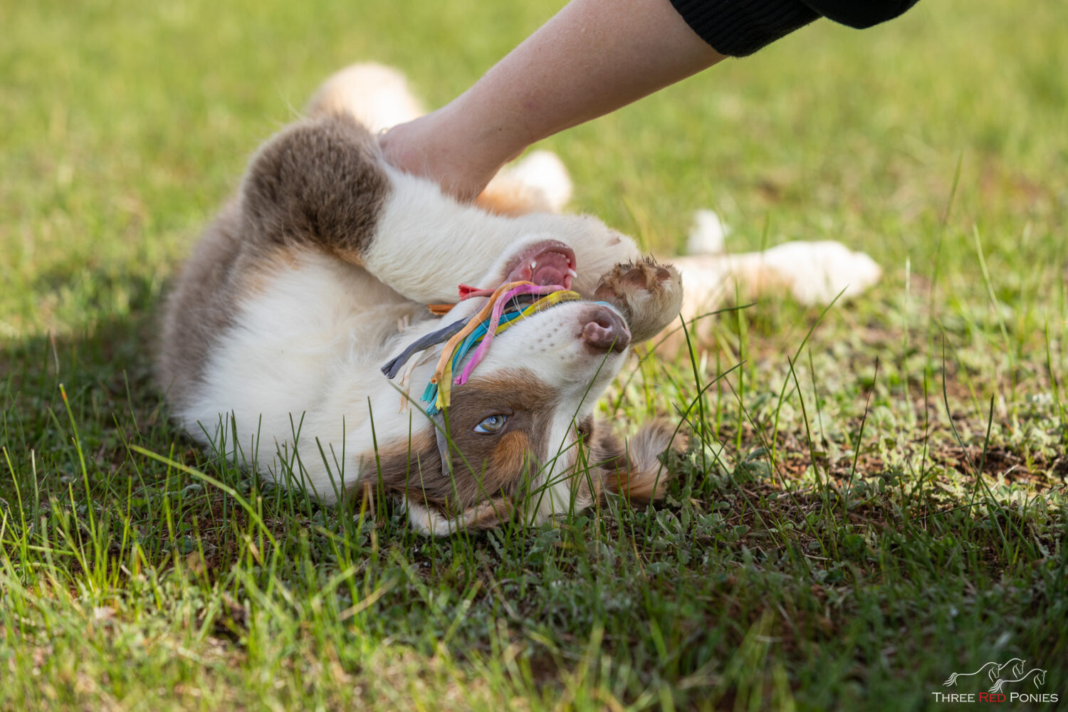 Introducing Indi - Border Collie Puppy – Three Red Ponies