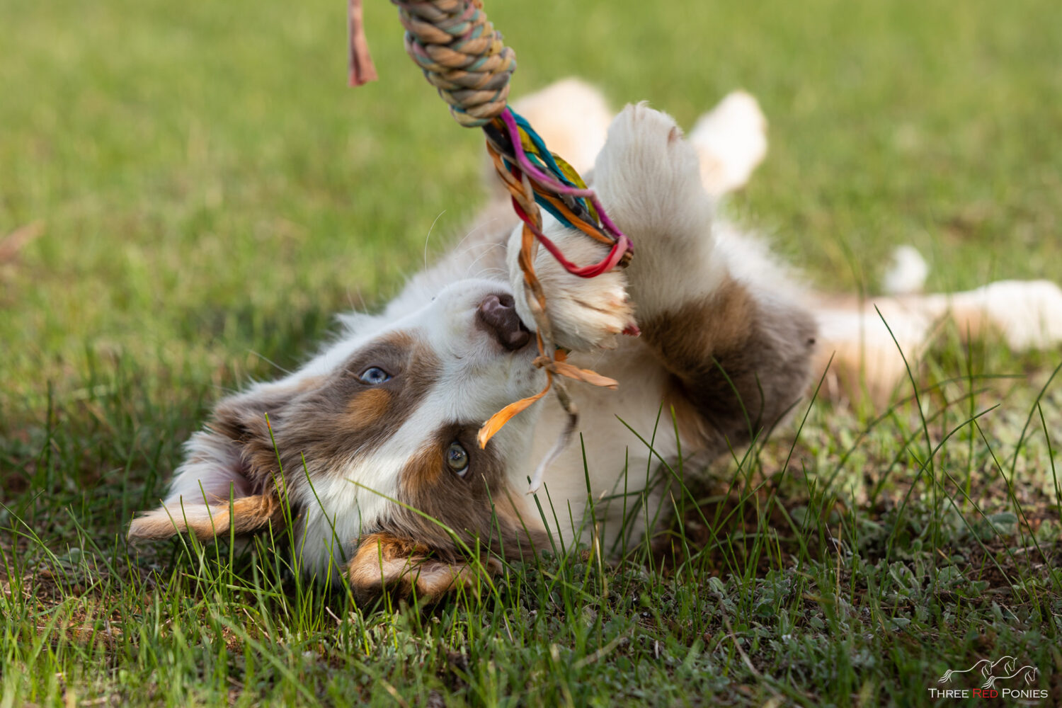 Introducing Indi - Border Collie Puppy – Three Red Ponies