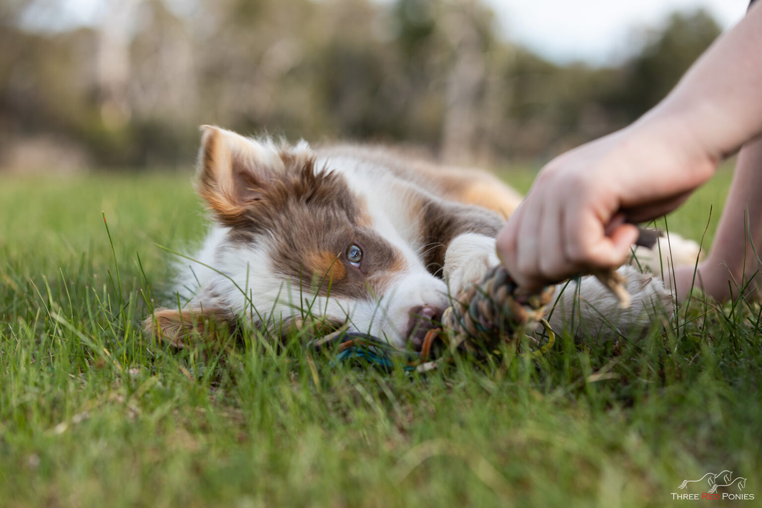 Introducing Indi - Border Collie Puppy – Three Red Ponies