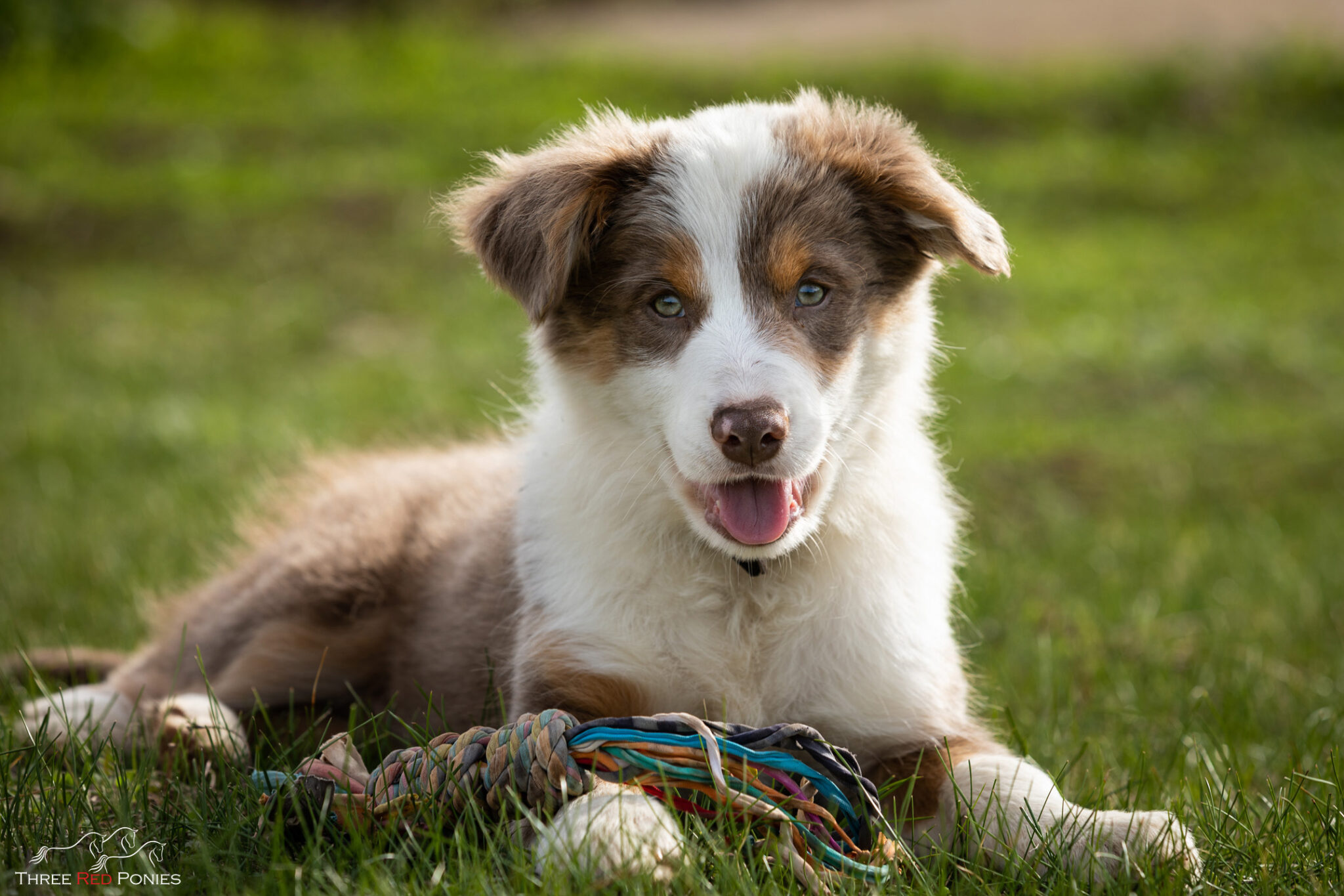 Introducing Indi - Border Collie Puppy – Three Red Ponies