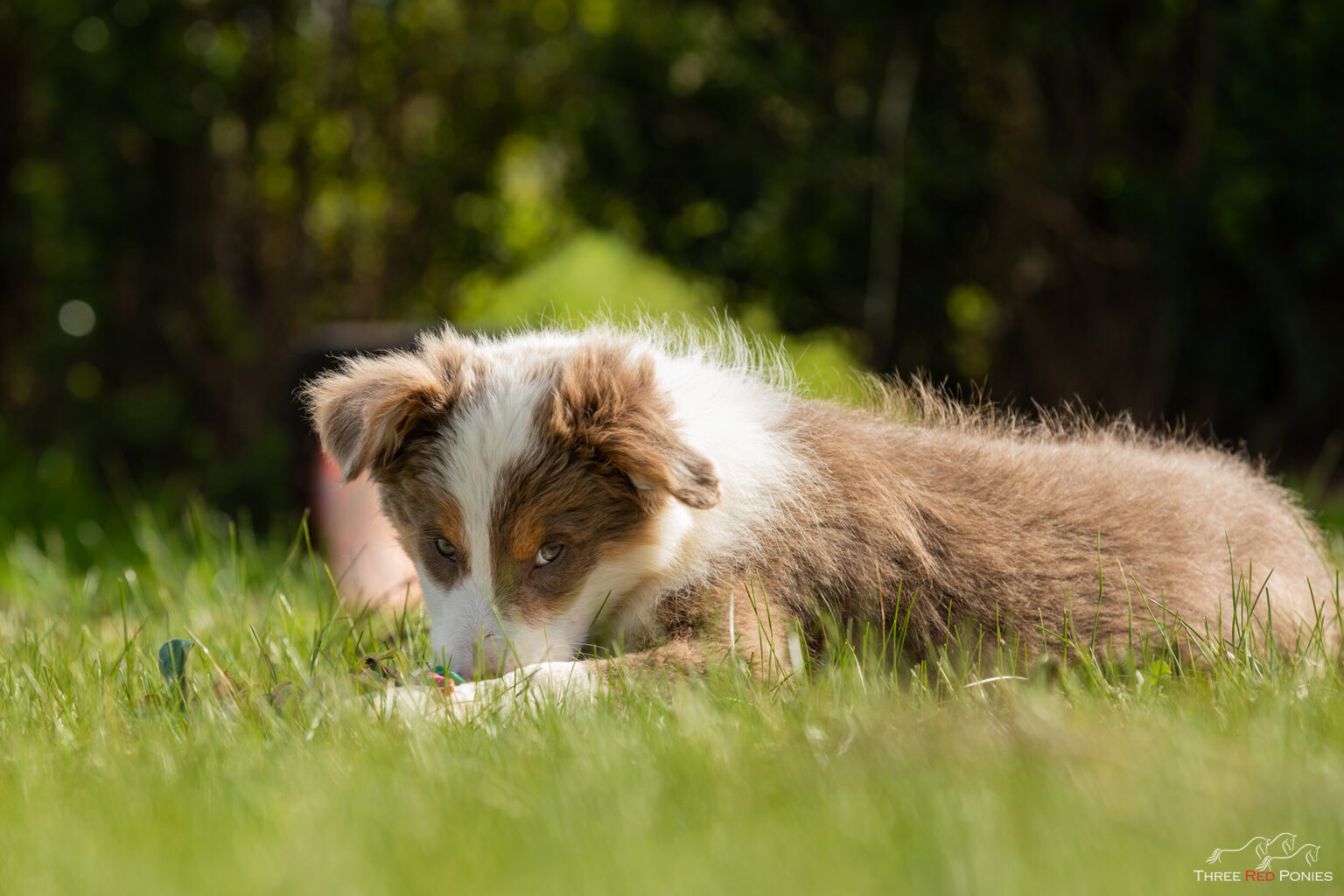 Introducing Indi - Border Collie Puppy – Three Red Ponies