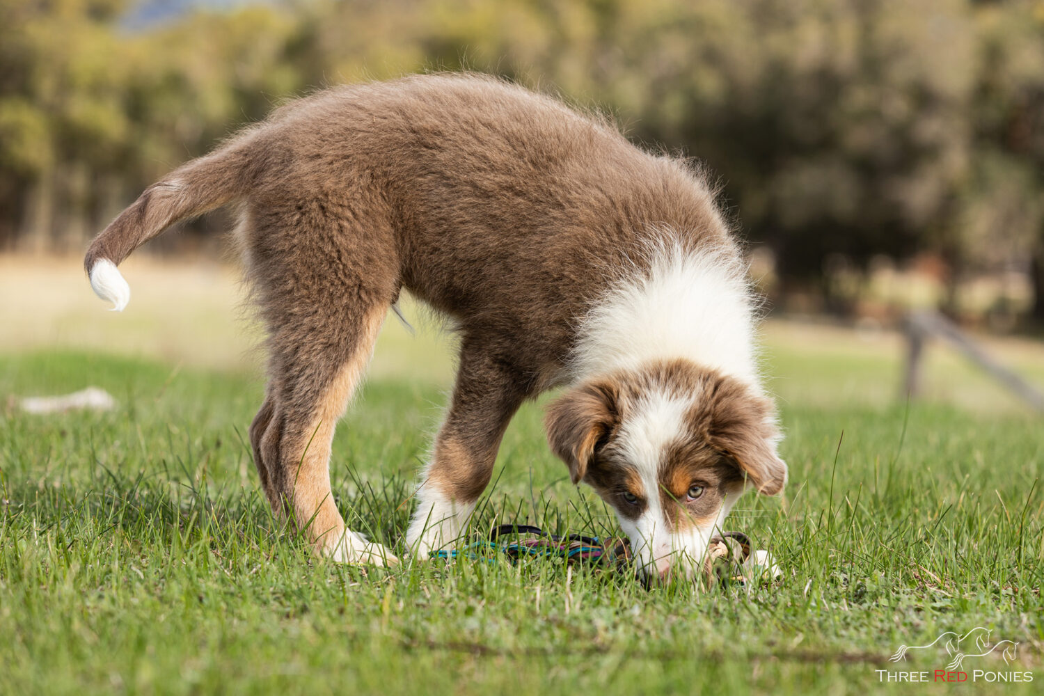 Introducing Indi - Border Collie Puppy – Three Red Ponies