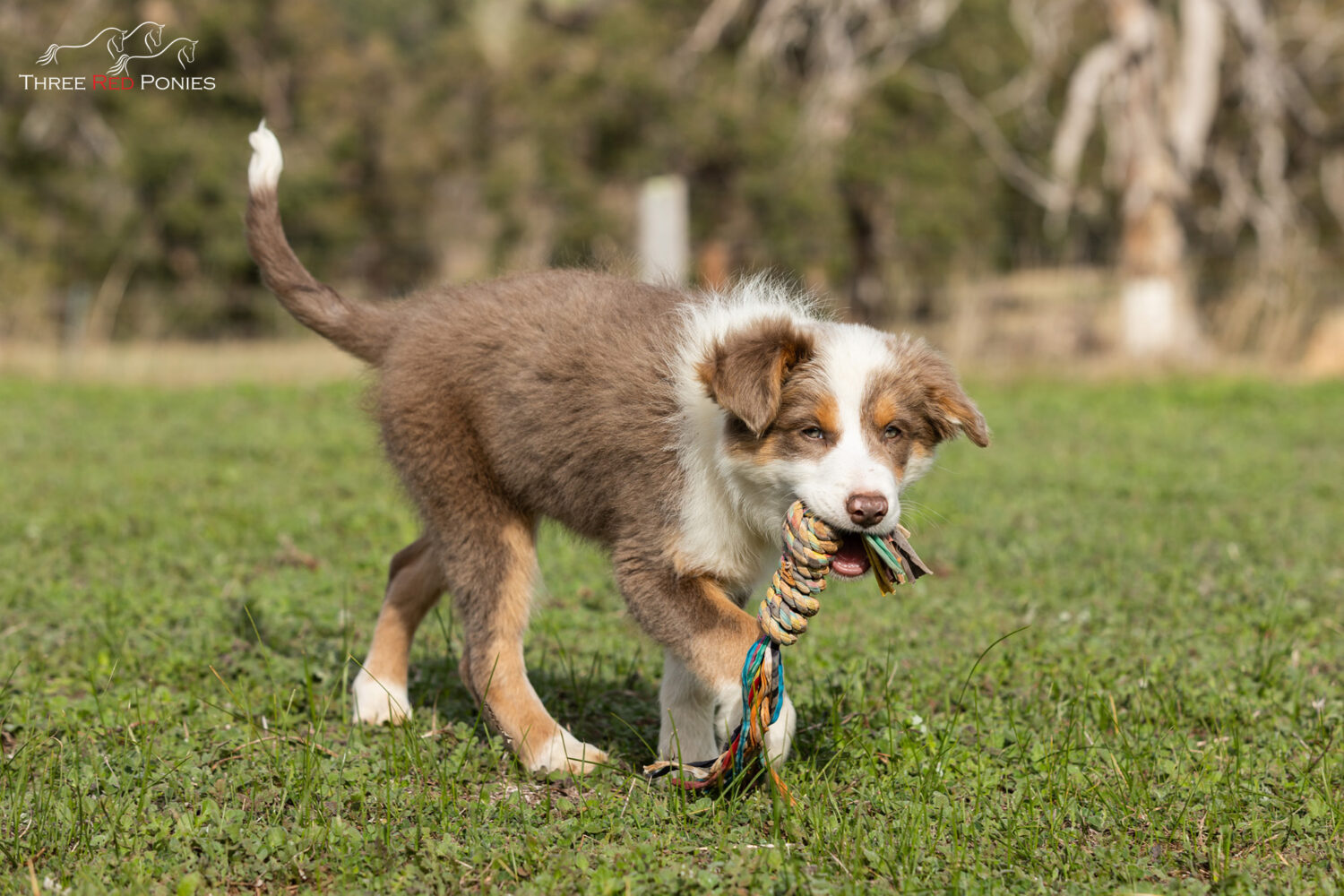 Introducing Indi - Border Collie Puppy – Three Red Ponies