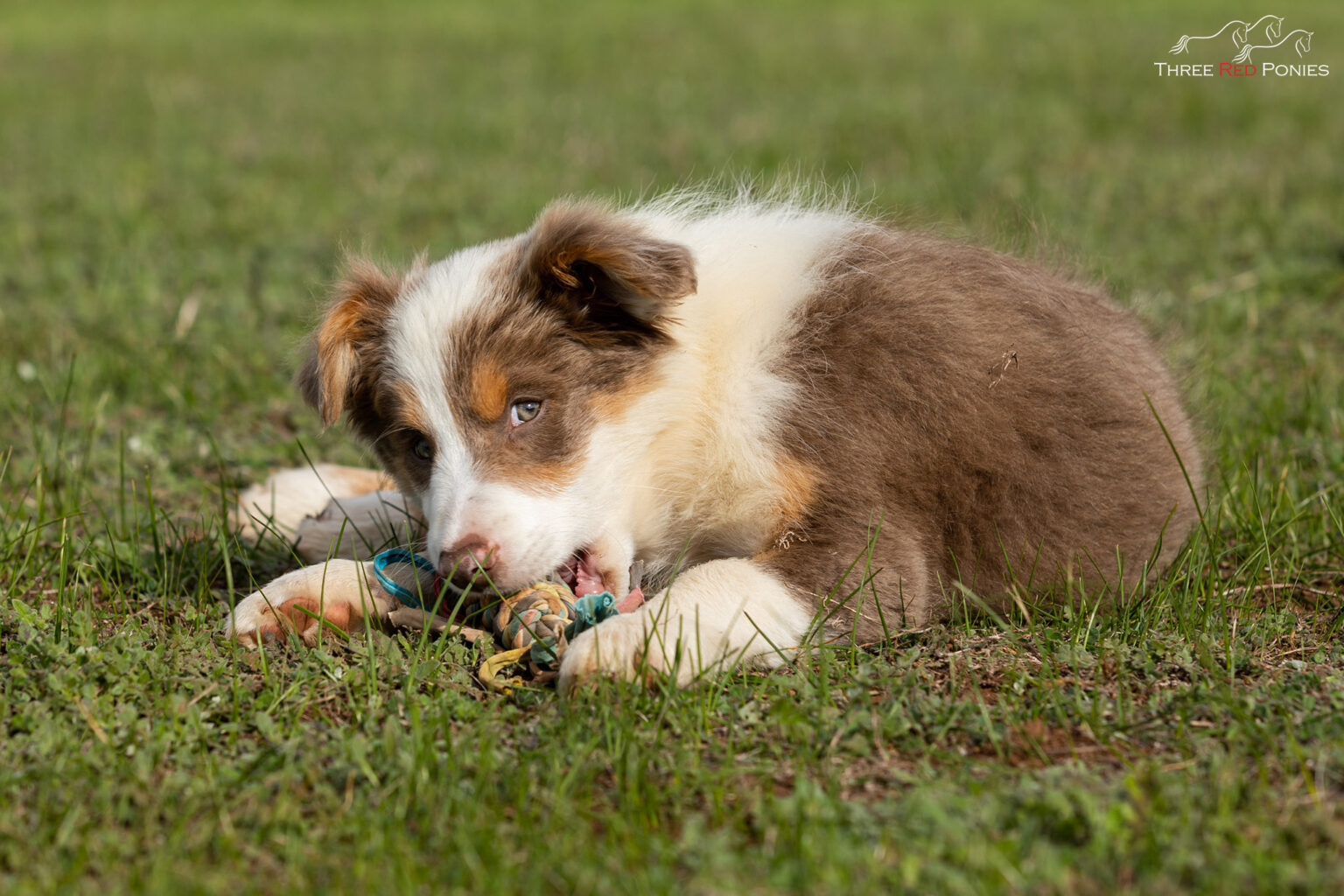 Introducing Indi - Border Collie Puppy – Three Red Ponies